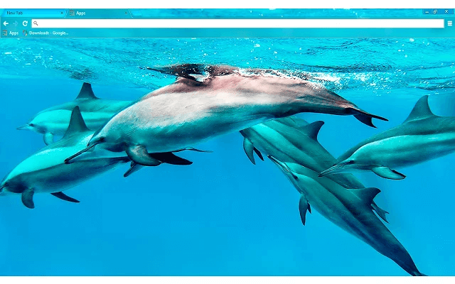 Dolphins Chrome Theme For Google