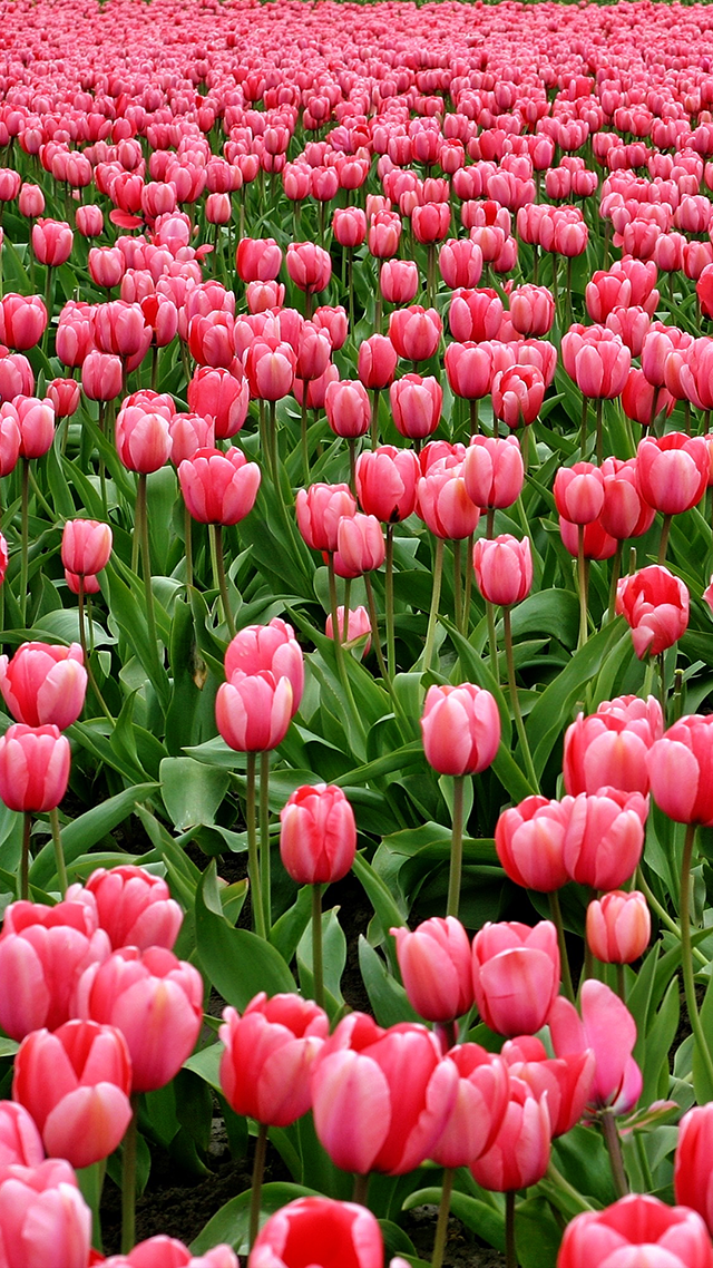 Tulips Home Screen Wallpaper