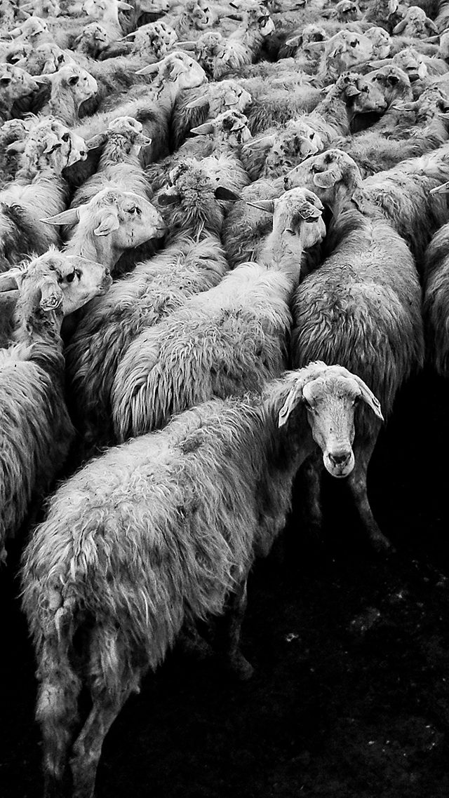 Sheeple iPhone 12 Wallpaper